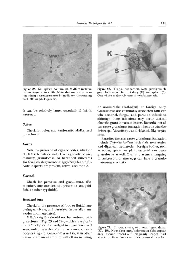 Necropsy techniques for fish roy p.e. yanong | PDF
