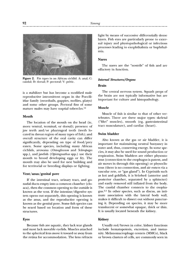Necropsy techniques for fish roy p.e. yanong | PDF