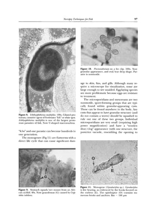 Necropsy techniques for fish roy p.e. yanong | PDF