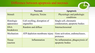 NECROSIS AND APOPTOSIS POWERPOINT PRESENTATION | PPTX