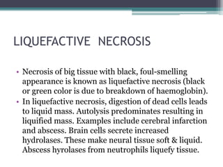 Necrosis | PPTX | Blood Disorders | Diseases and Conditions