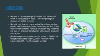 Necrosis | PPTX