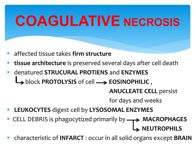 Necrosis and types | PPTX | Blood Disorders | Diseases and Conditions
