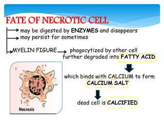 Necrosis and types | PPTX
