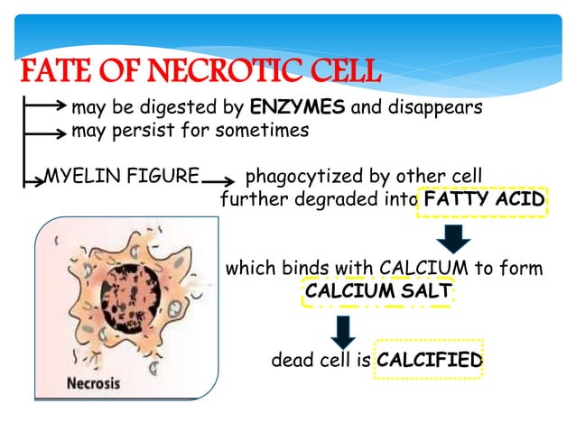 Necrosis and types | PPTX | Blood Disorders | Diseases and Conditions