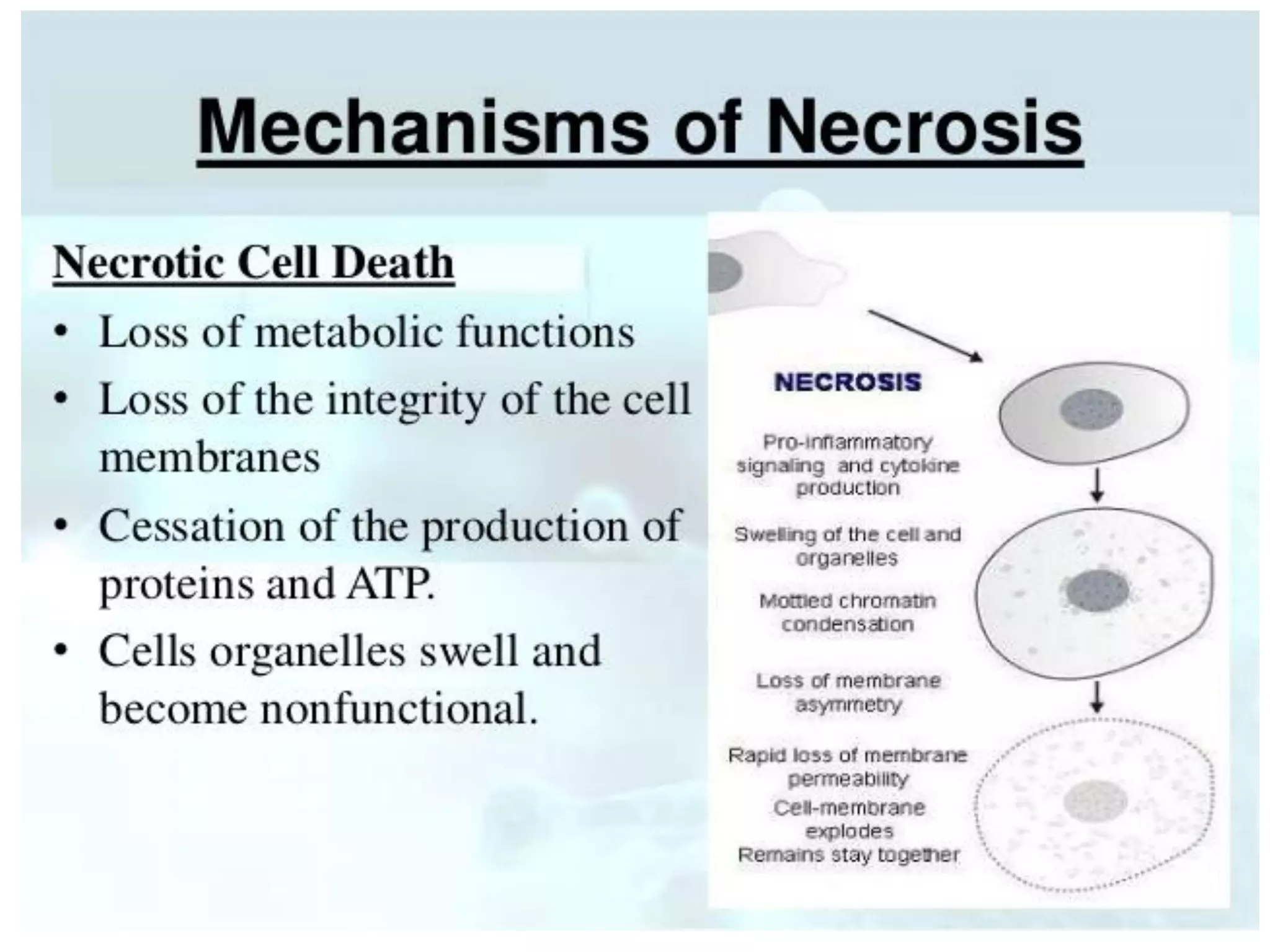 Necrosis | PPT