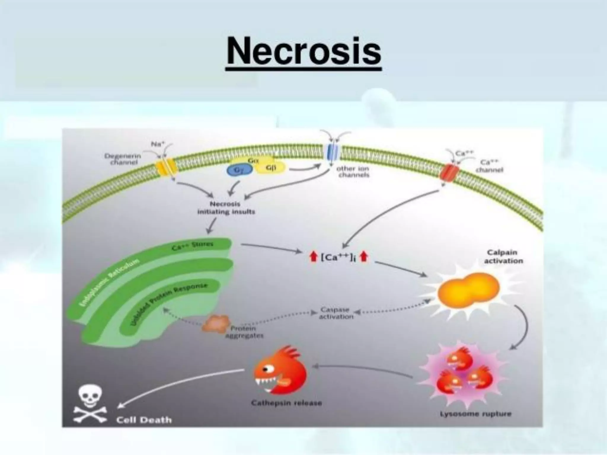 Necrosis | PPT