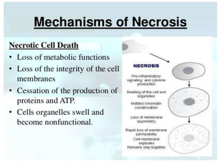 Necrosis | PPT