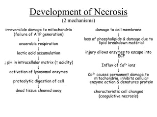 Necrosis | PPTX