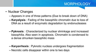 NECROSIS FOR MBBS FIRST YEAR STUDENTS MADE EASY.pptx