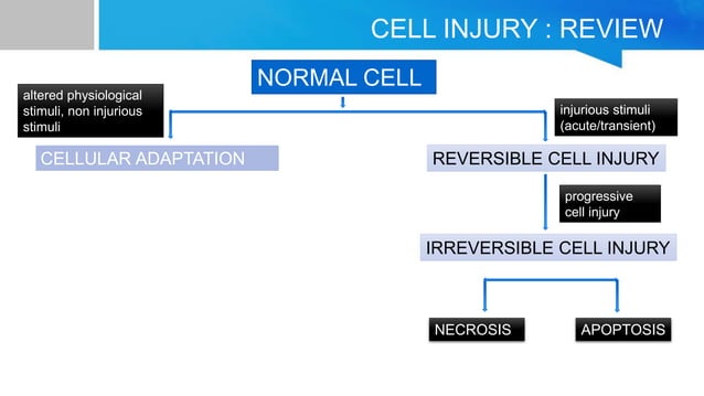 NECROSIS FOR MBBS FIRST YEAR STUDENTS MADE EASY.pptx | Blood Disorders ...