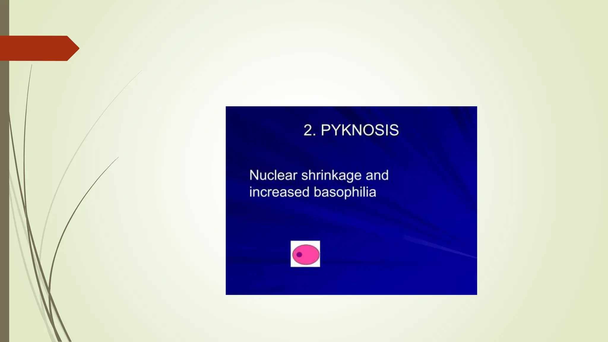 Necrosis.pathology lecture slideshare.pptx