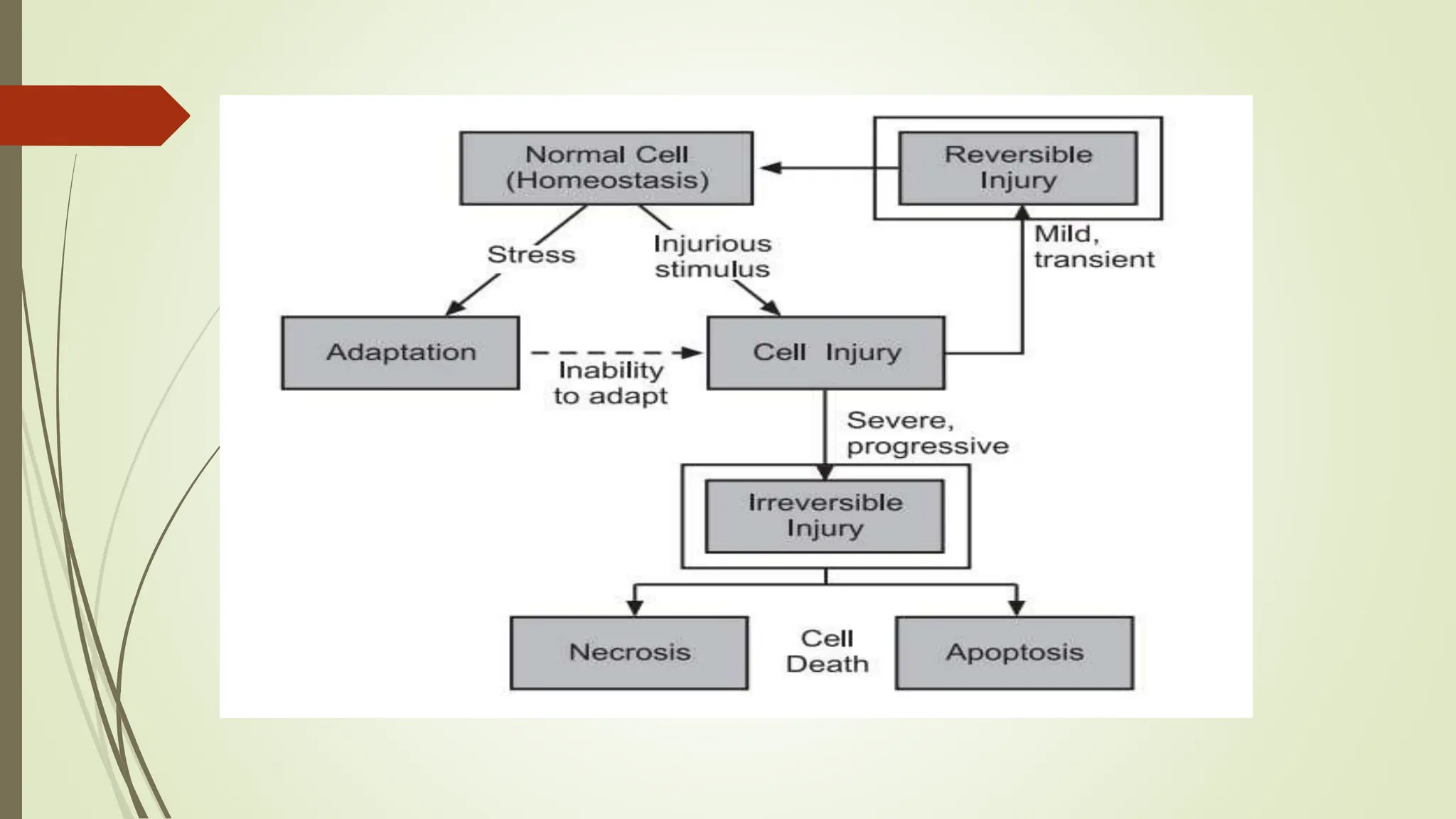 Necrosis.pathology lecture slideshare.pptx
