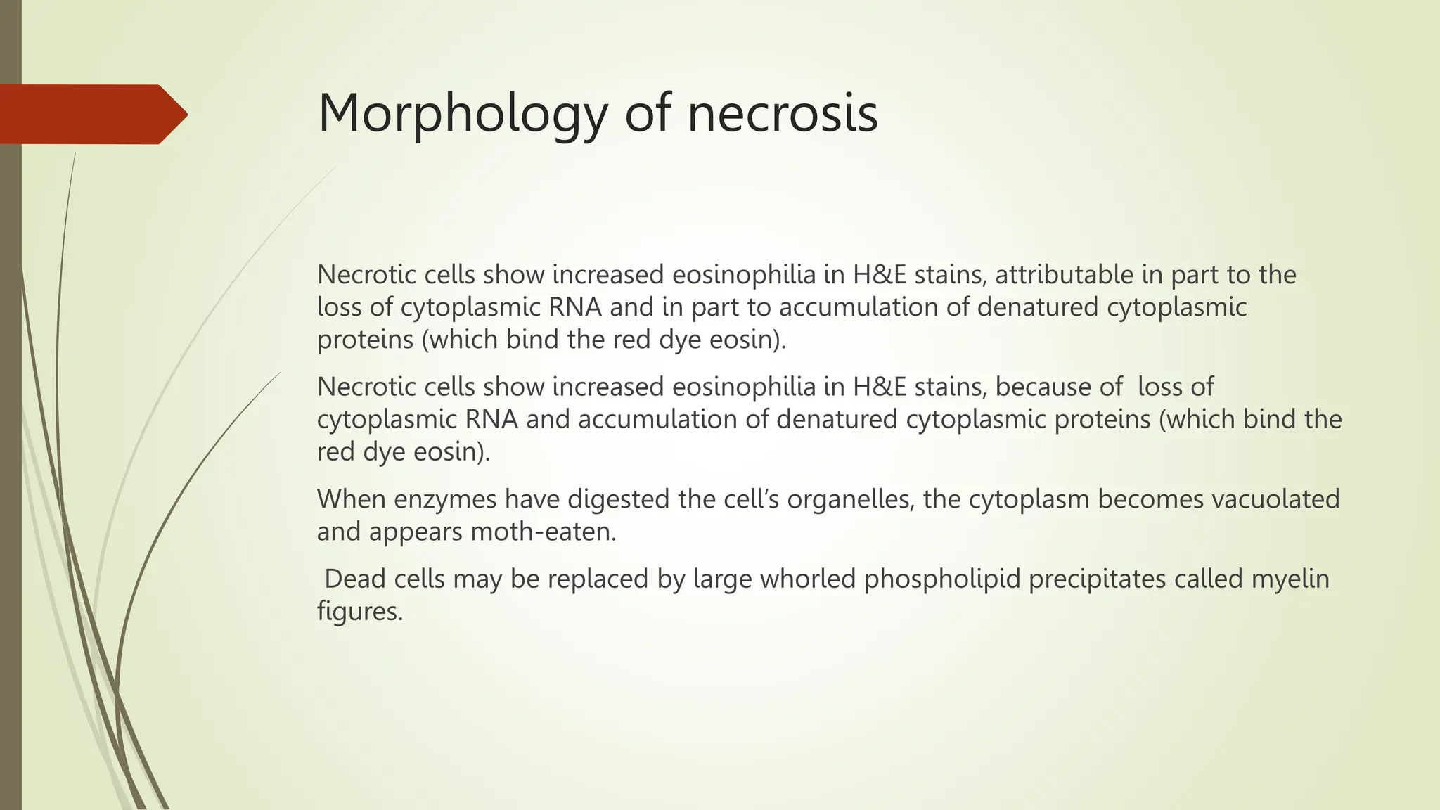 Necrosis.pathology lecture slideshare.pptx