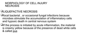 MORPHOLOGY OF CELL INJURY - NECROSIS.pptx