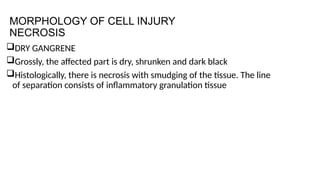 MORPHOLOGY OF CELL INJURY - NECROSIS.pptx