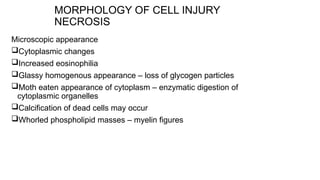 MORPHOLOGY OF CELL INJURY - NECROSIS.pptx