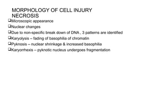 MORPHOLOGY OF CELL INJURY - NECROSIS.pptx