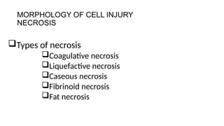 MORPHOLOGY OF CELL INJURY - NECROSIS.pptx