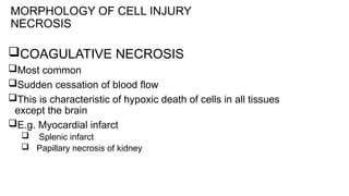 MORPHOLOGY OF CELL INJURY - NECROSIS.pptx