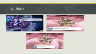 Necrosis and apoptosis | PPTX