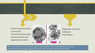 Necrosis and apoptosis | PPTX