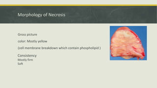 Necrosis and apoptosis | PPTX
