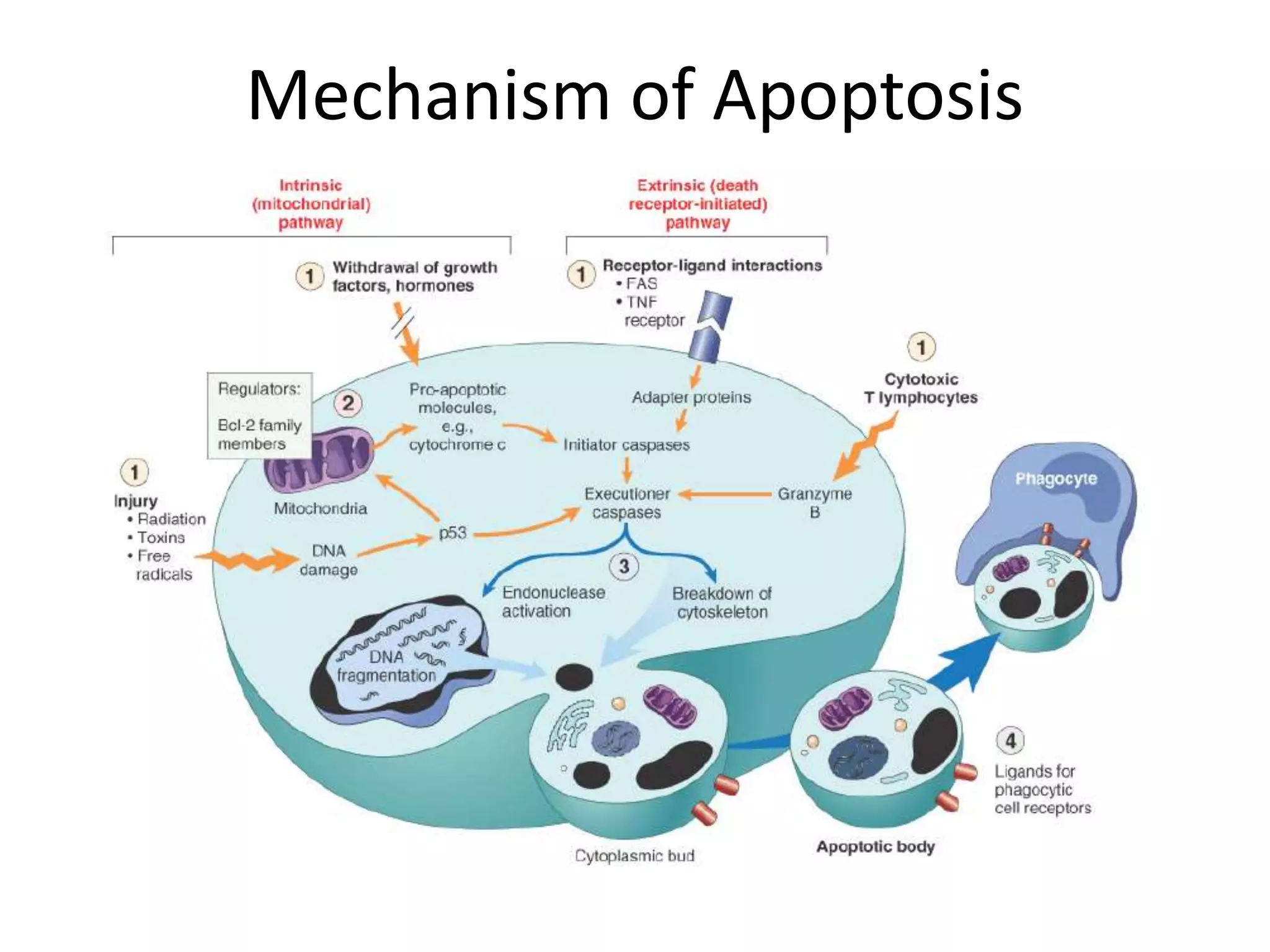 Necrosis and apoptosis | PPTX