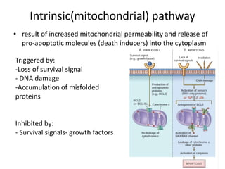 Necrosis and apoptosis | PPTX