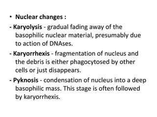 Necrosis and apoptosis | PPTX