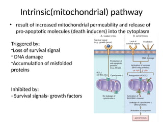 necrosis and apoptosis about cell death.pptx