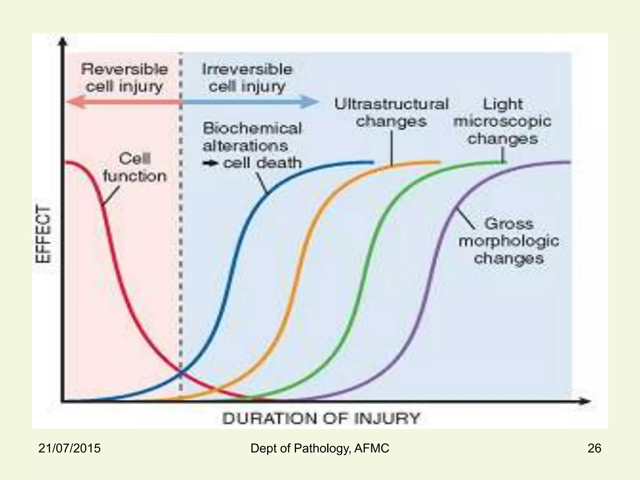 Necrosis and gangrene | PPT