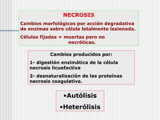 BIOLOGIA MOLECULAR DE LA APOPTOSIS | PPS