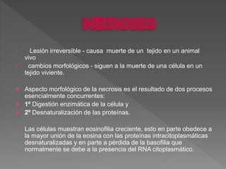 PATOLOGIA NECROSIS APOPTOSIS DIAPOSITIVAS.pptx