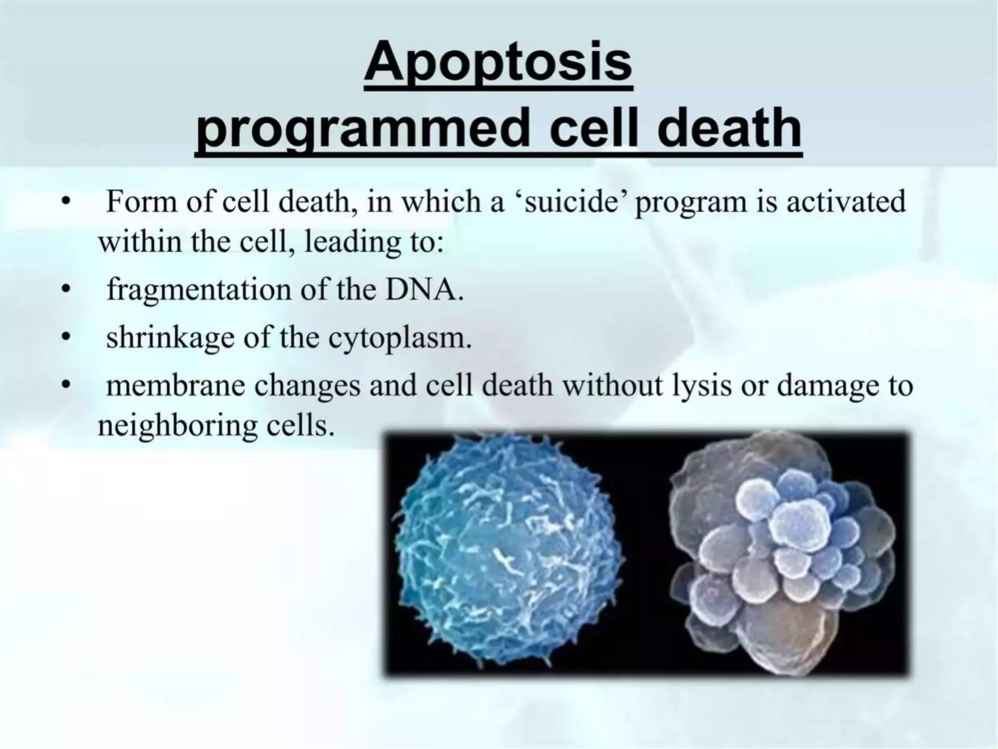 Necrosis & Apoptosis ppt | PPT