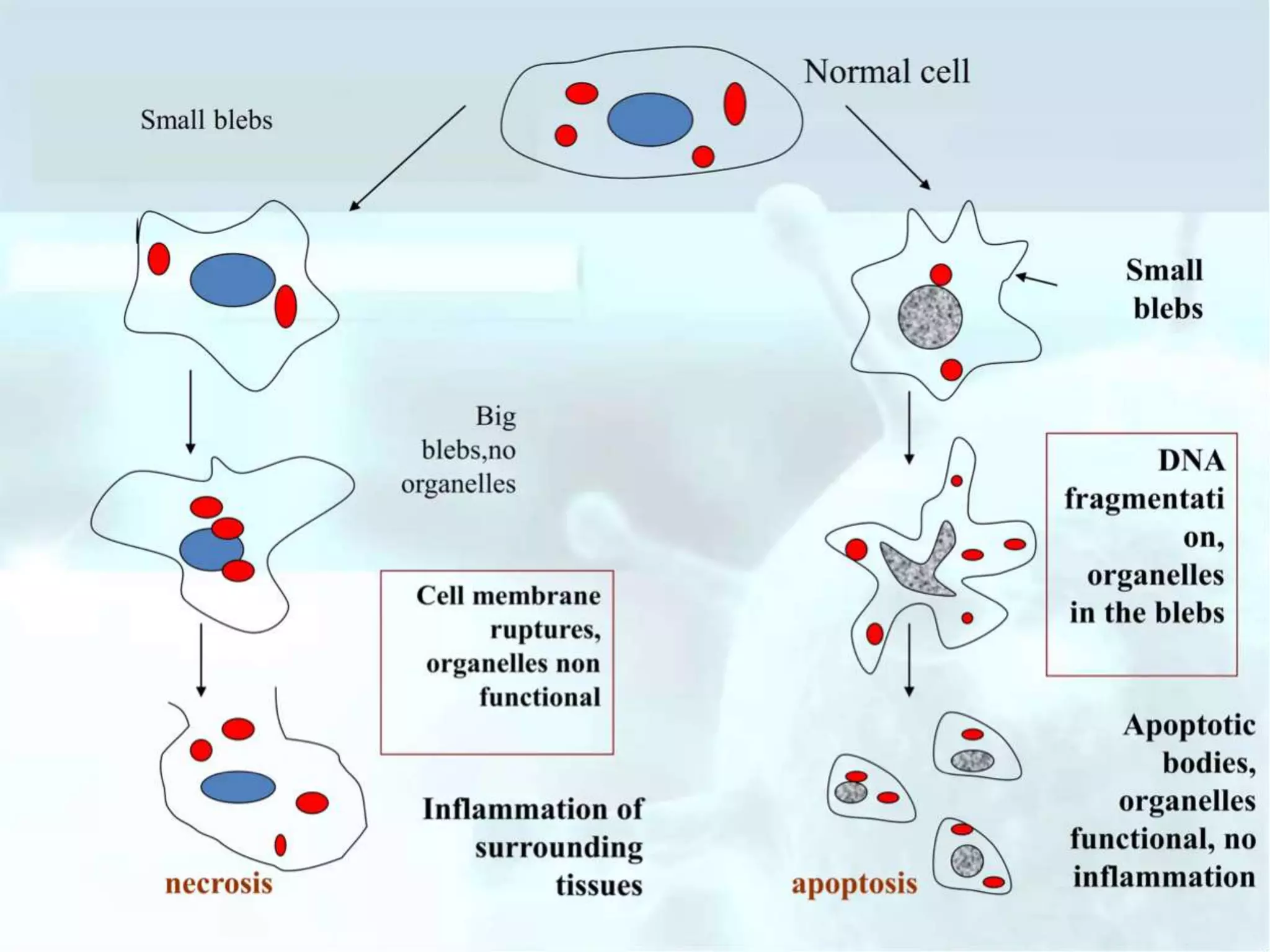 Necrosis & Apoptosis ppt | PPT