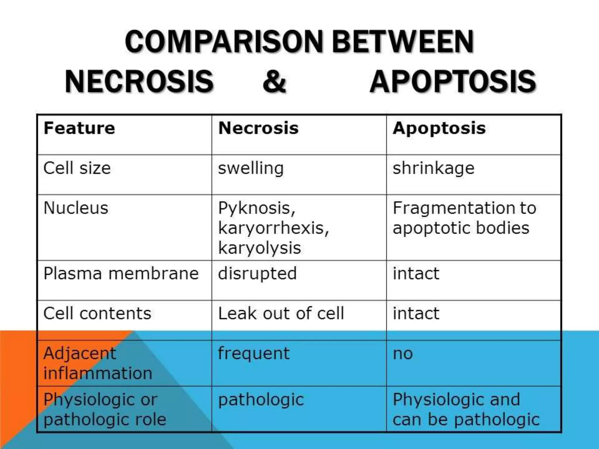 Necrosis & Apoptosis ppt | PPT