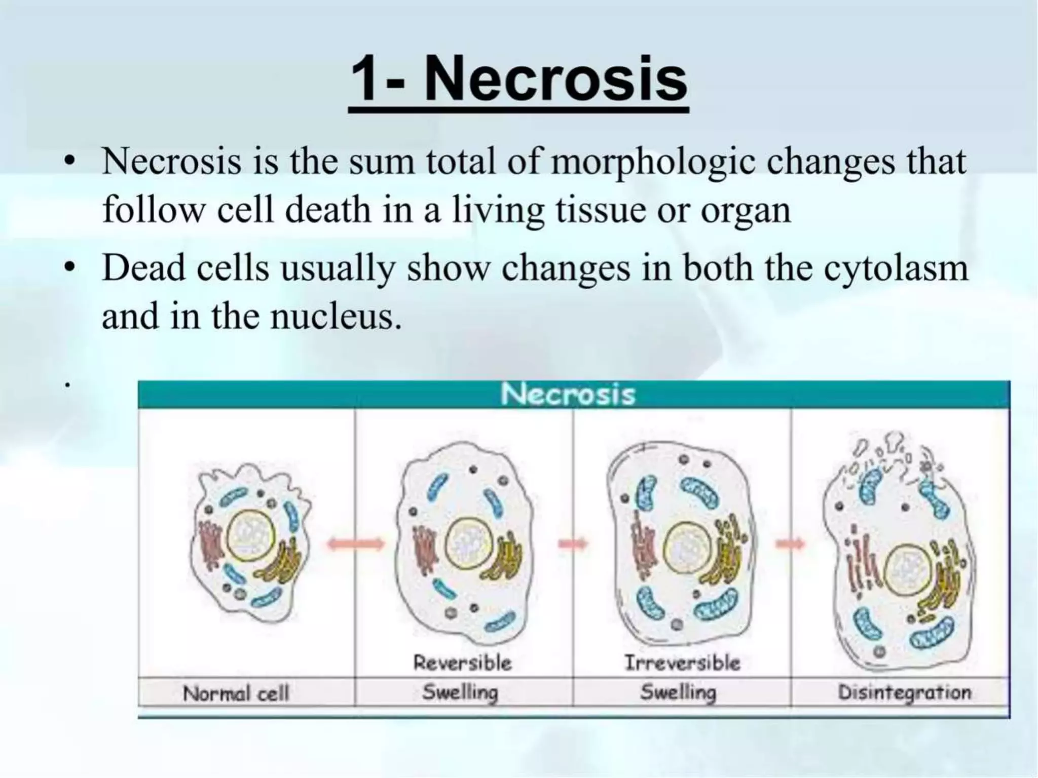 Necrosis & Apoptosis ppt | PPT