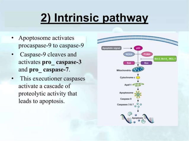 Necrosis Apoptosis Ppt Ppt