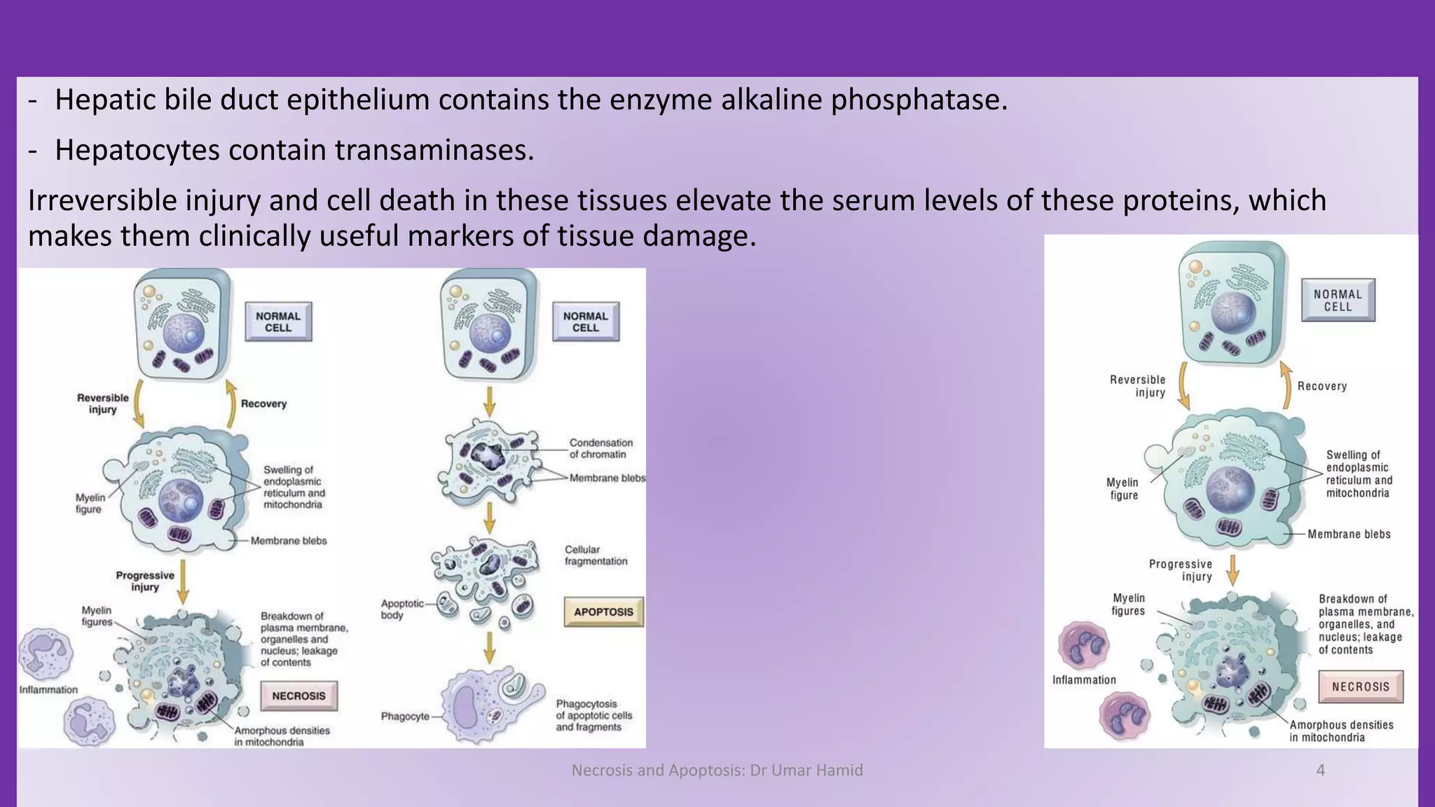 Necrosis (Basics).pptx