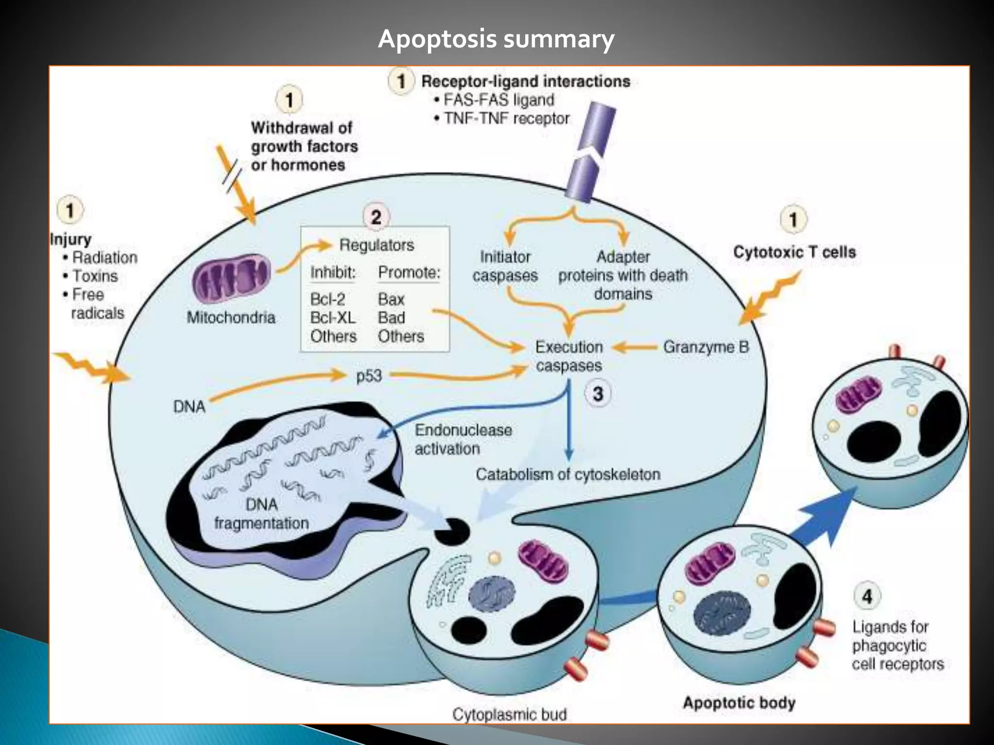 Necrosis,gangrene and apoptosis | PPTX