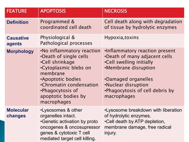 Necrosis,gangrene and apoptosis | PPTX | Chemistry | Science