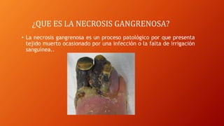 NECROSIS GANGRENOSA.pptx