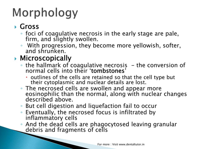 Necrosis | PPTX | Biological Sciences | Science
