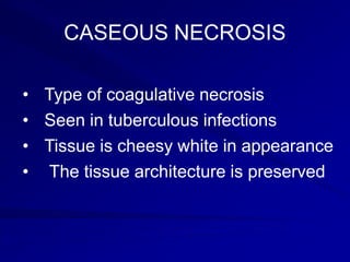 NECROSIS PEDAGOGY.pptx