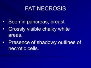 NECROSIS PEDAGOGY.pptx