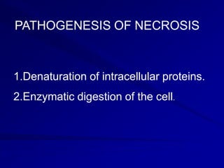 NECROSIS PEDAGOGY.pptx