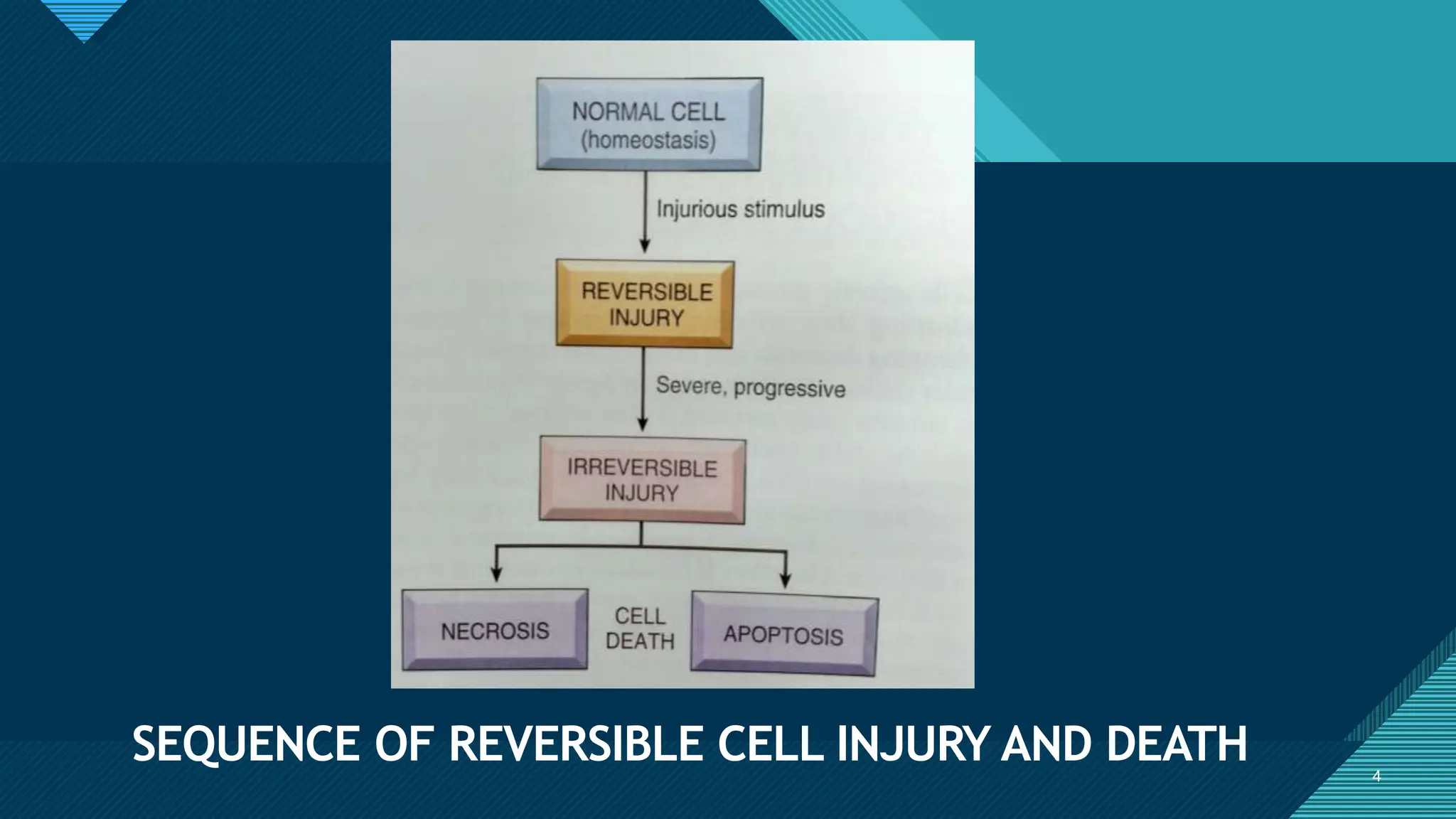 NECROSIS PPT.power point presentations n | PPTX | Blood Disorders ...