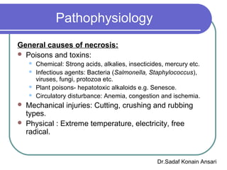 Necrosis tutorial | PPT | Blood Disorders | Diseases and Conditions