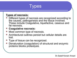 Necrosis tutorial | PPT | Blood Disorders | Diseases and Conditions